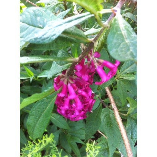 Buddleia Colvilei